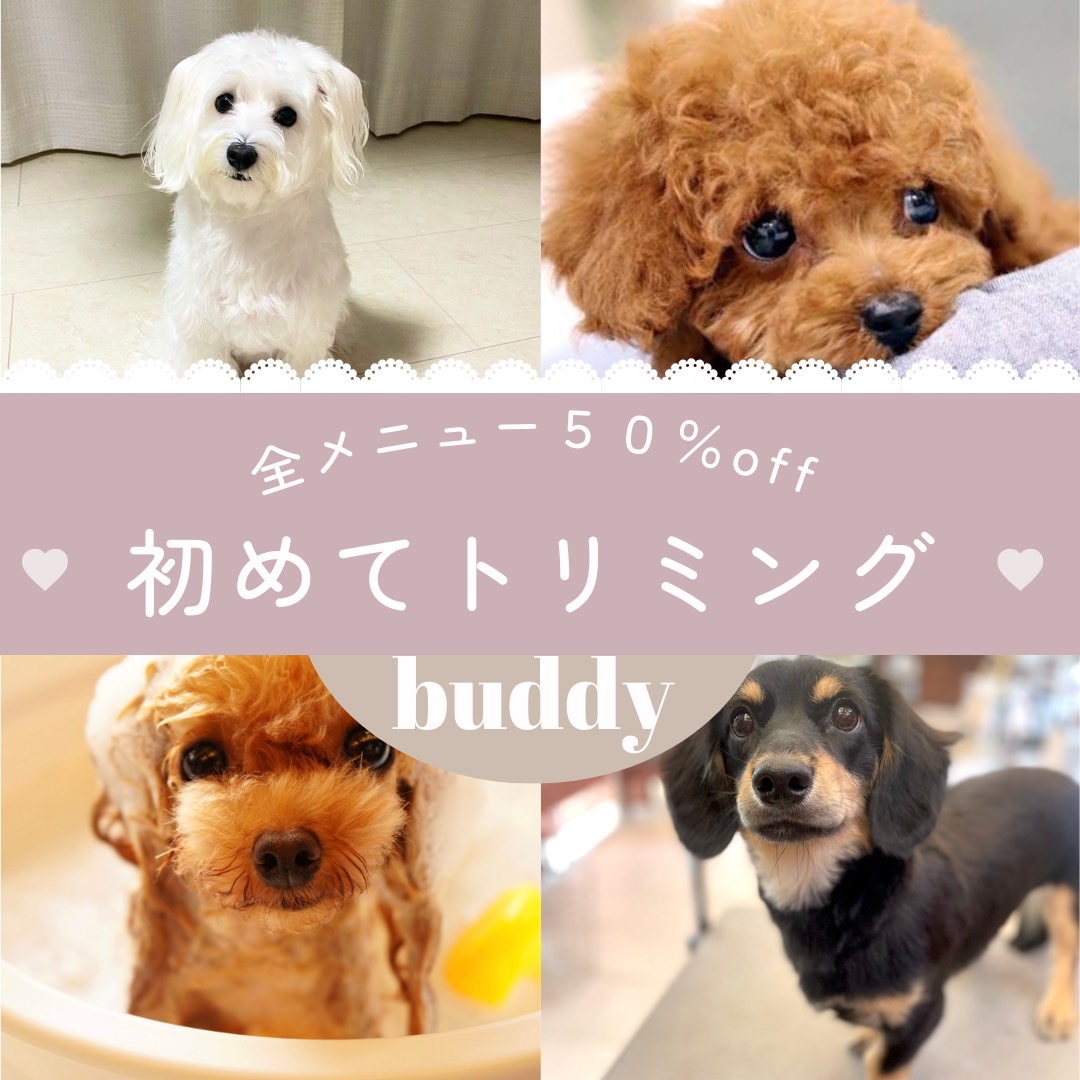 trimming salon Buddy 岡崎店