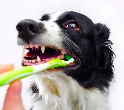 メニュー | trimming salon Buddy 岡崎店