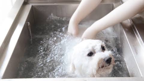 メニュー | trimming salon Buddy 岡崎店