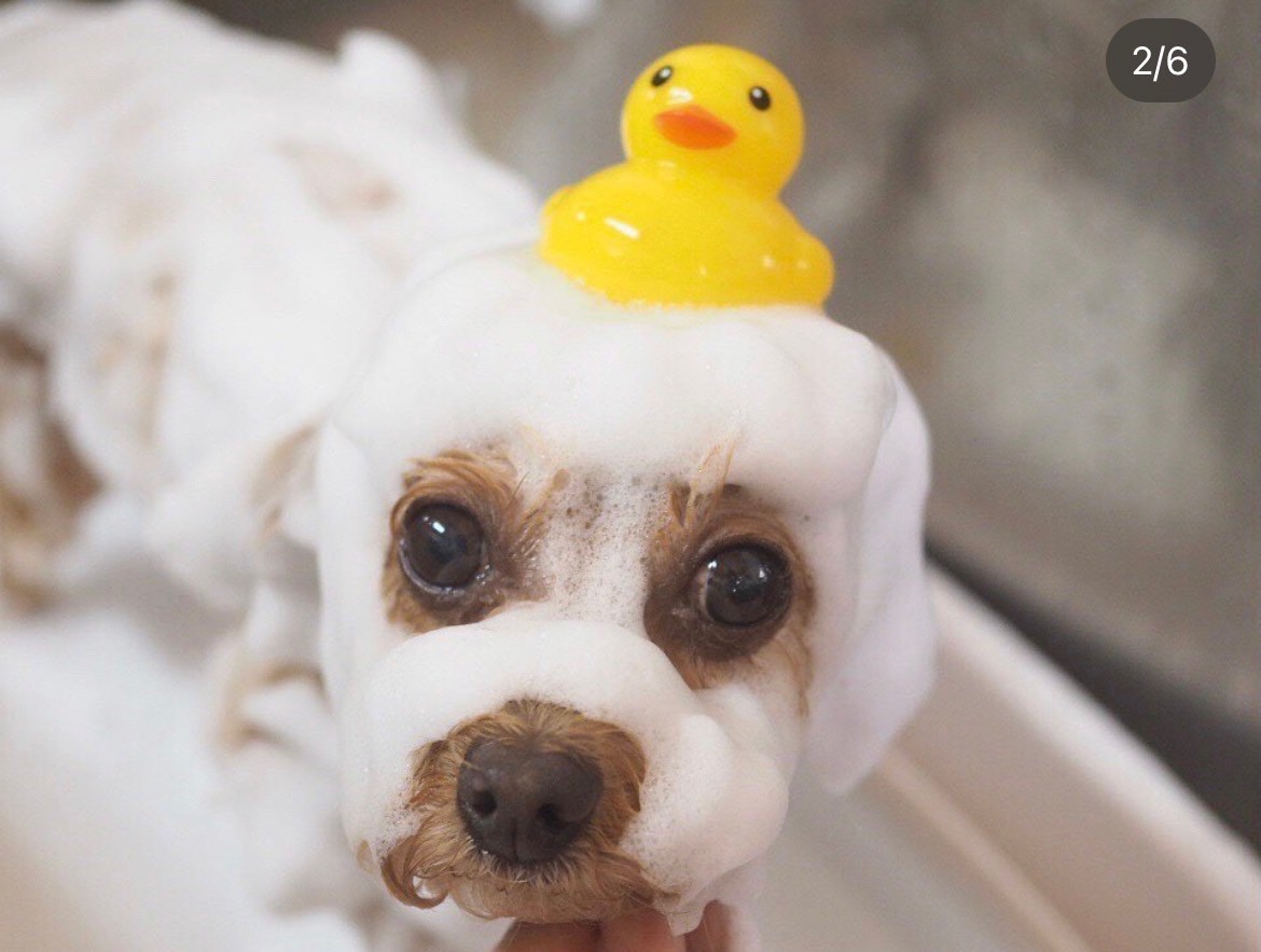 メニュー | trimming salon Buddy 岡崎店